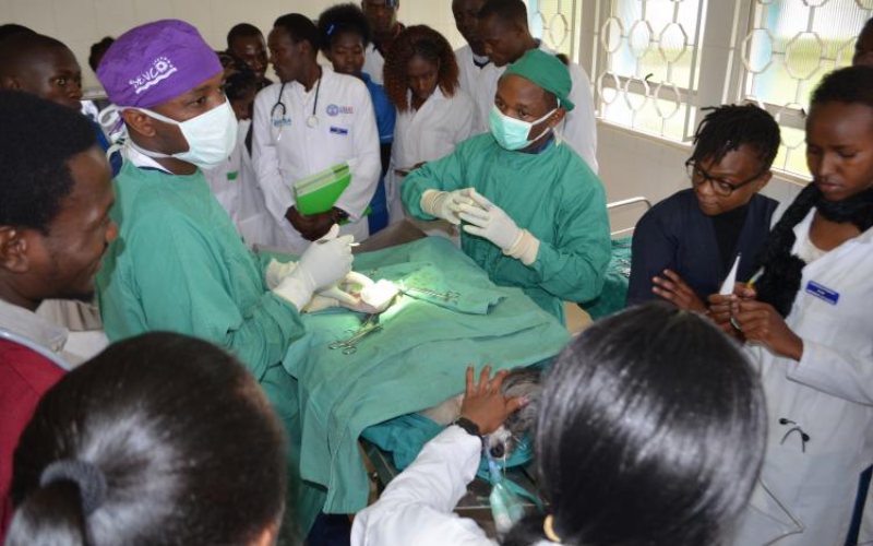 Why You Should Study Veterinary Medicine