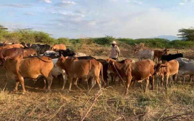 Inside William Ruto's 2,500-acre farm that has dominated 2022 campaigns ...