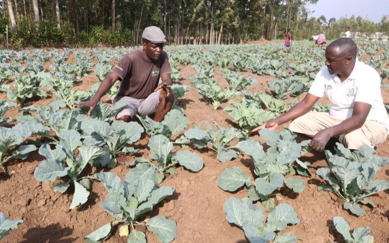 Farming videos make work easier - FarmKenya Initiative