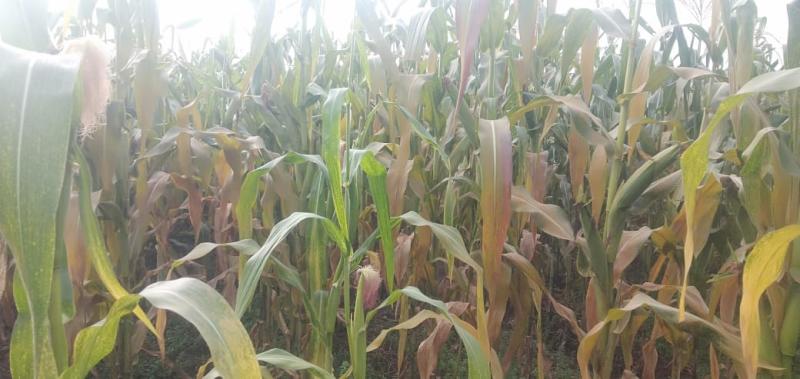Fears as deadly maize rust affects 3,000-acre field - FarmKenya Initiative