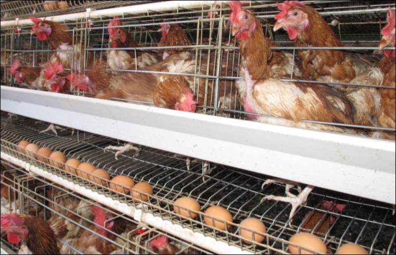 Four lethal parasites that can wipe away your entire flock of layers ...