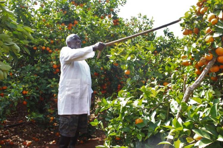 How teacher built mega pixie farm - FarmKenya Initiative