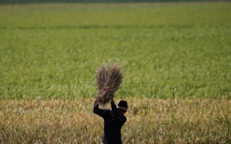 Indonesia starts developing controversial food estate project ...