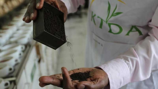 Court nullifies election of KTDA board member over credentials - The ...