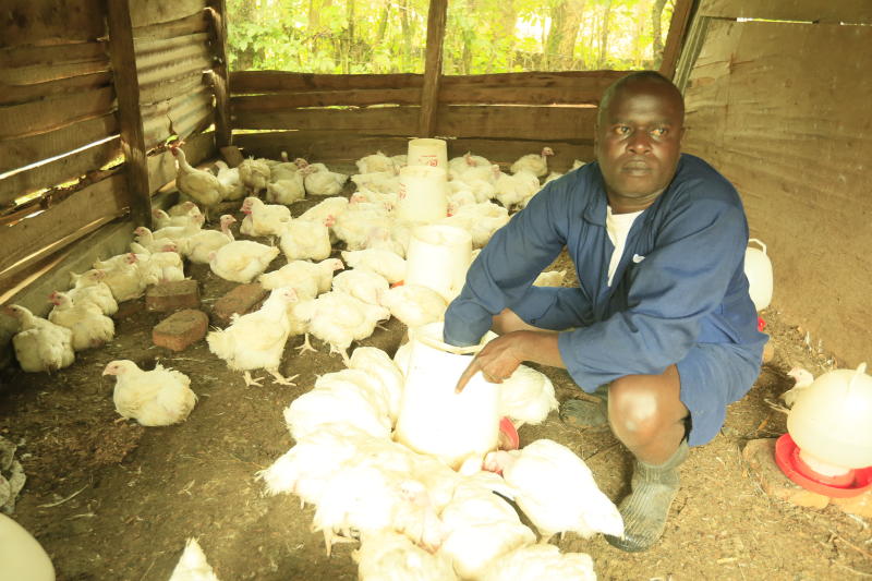 My poultry is ready but who do I sell to? - FarmKenya Initiative