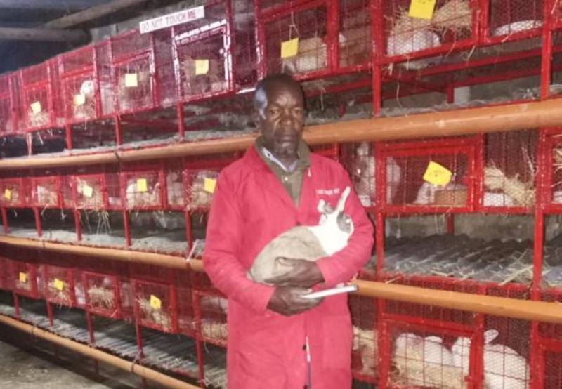 Rabbit rearing gave new lease of life after I 'chickened out ...