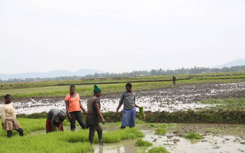 Rice farmers yet to recover from heavy flooding losses - FarmKenya ...