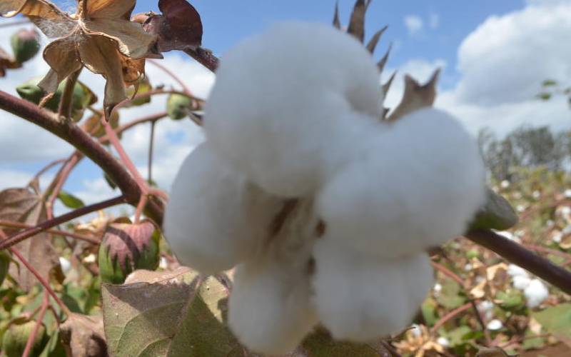 Sh200m ginnery to boost Embu cotton farming - FarmKenya Initiative