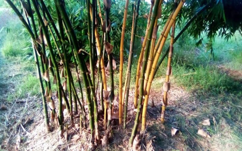 Bamboo farming has huge potential if it is done right - FarmKenya ...