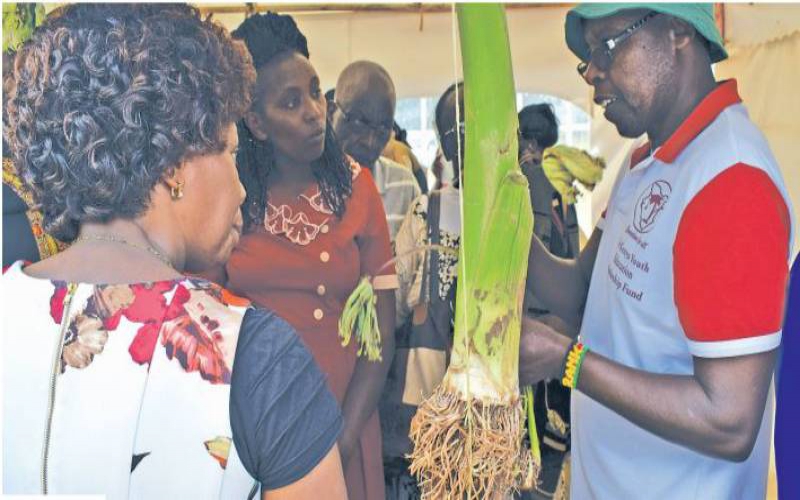 Dryland arrow roots farming becomes better side hustle for teacher ...