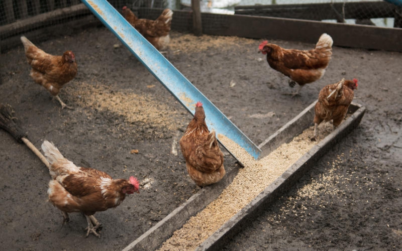 Farmer shares secret to yellower yolks, larger eggs - FarmKenya Initiative