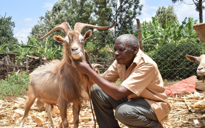 Farmers: How we rear award-winning goats - The Standard