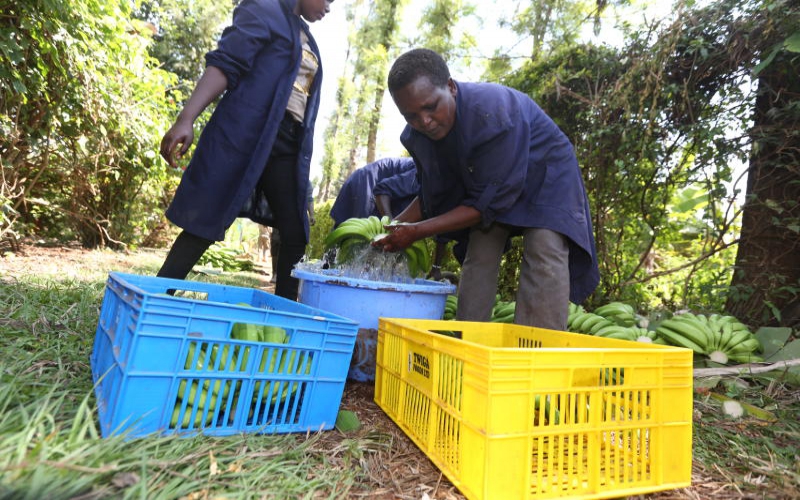 How contract farming is slowly taking a new shape - FarmKenya Initiative