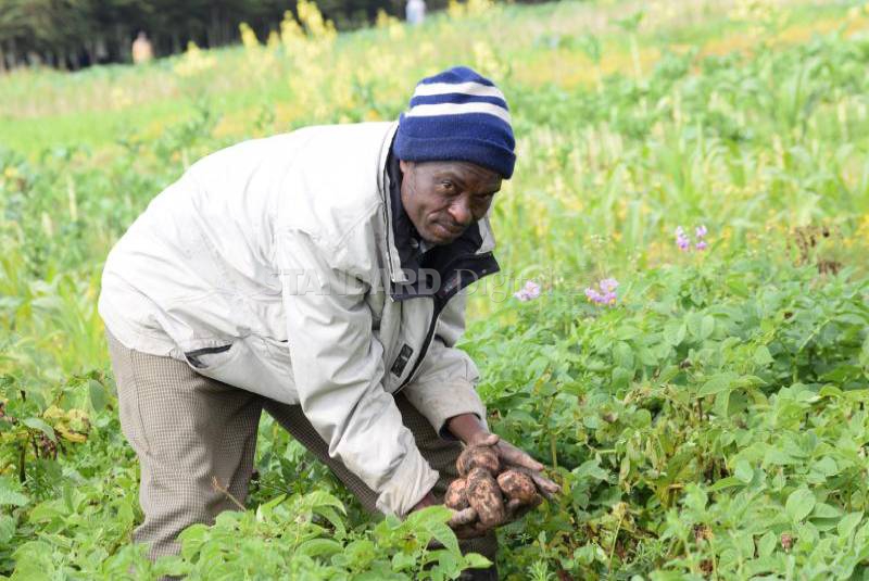 How rogue middlemen slice off potato growers - The Standard