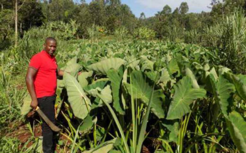 How to farm big arrowroots - FarmKenya Initiative