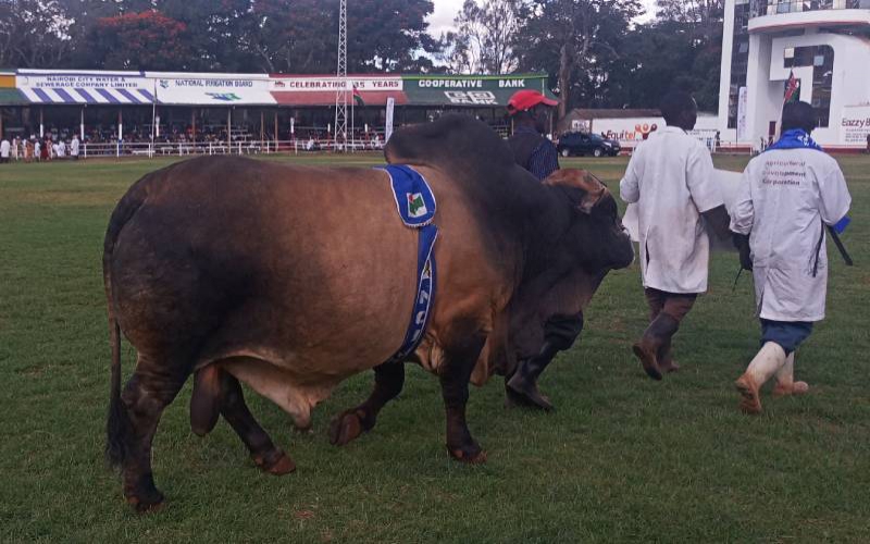 How to reap big from beef farming - FarmKenya Initiative