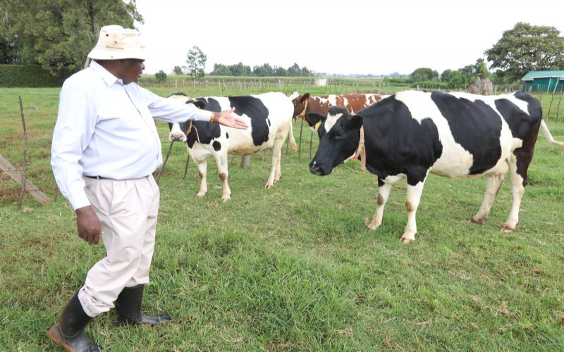 Our quality cow regimen that keeps milk flowing - FarmKenya Initiative