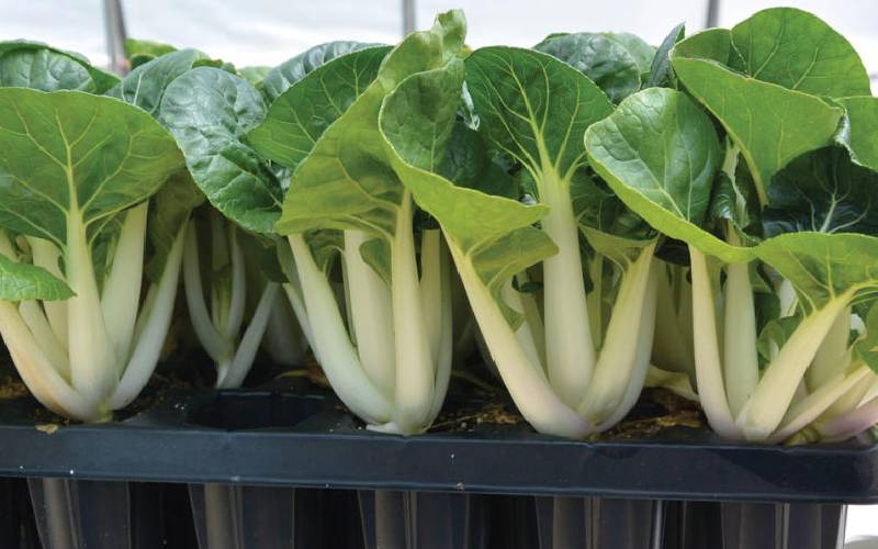 Portable farm that can feed your family of five - FarmKenya Initiative