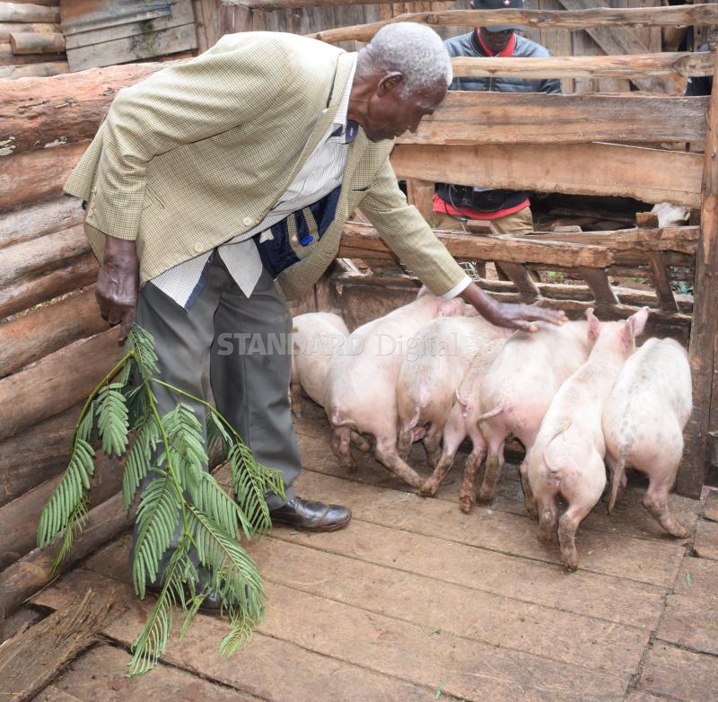Smallholders shift to lucrative agroforestry - The Standard