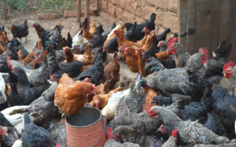 Yes, your chicken trade needs a business plan - FarmKenya Initiative