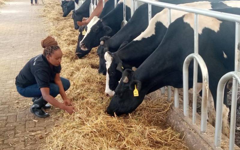 Time to save farmers from pinch of high cost of livestock feeds ...