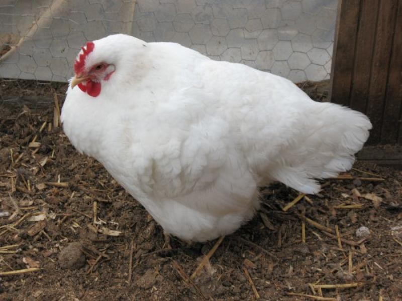 Yes, chicken can also be depressed, here is why - FarmKenya Initiative