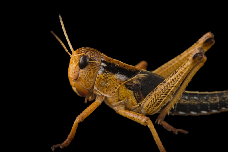 Facts you didn’t know about desert locusts - FarmKenya Initiative