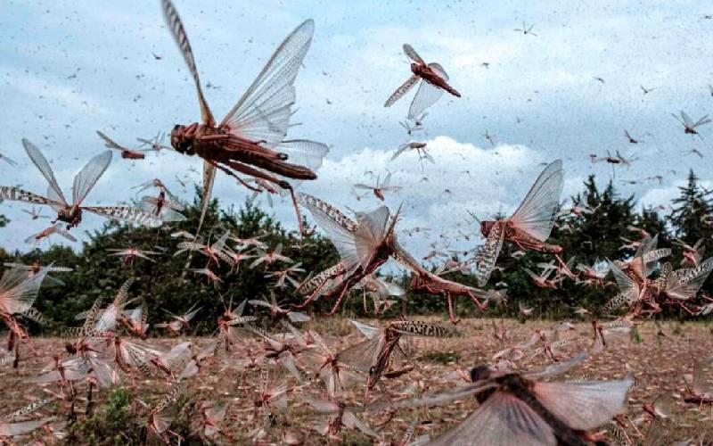How farmers are fighting back against locust invasion - FarmKenya ...