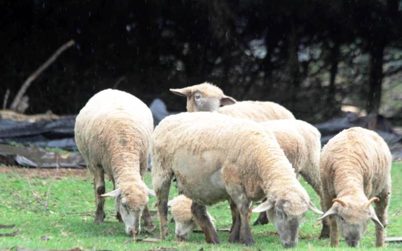 How to wean lambs and why deworming is important - FarmKenya Initiative
