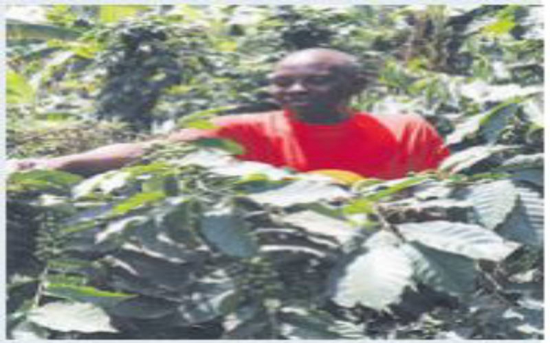 Long wait for coffee bonus weighs in on poor farmers - FarmKenya Initiative