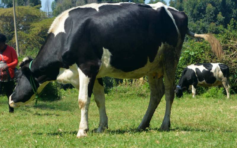What is humane killing or euthanasia? - FarmKenya Initiative