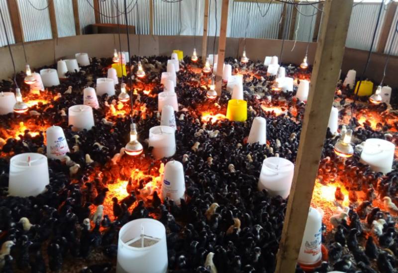 Kalro training farmers in Naivasha in bid to increase productivity in ...