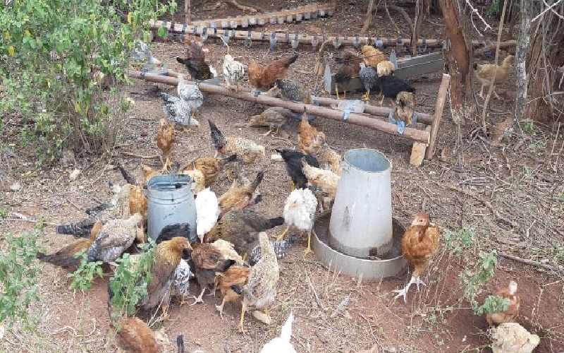 Kieni youth find fortune in Kienyeji chicken hatchery - FarmKenya ...