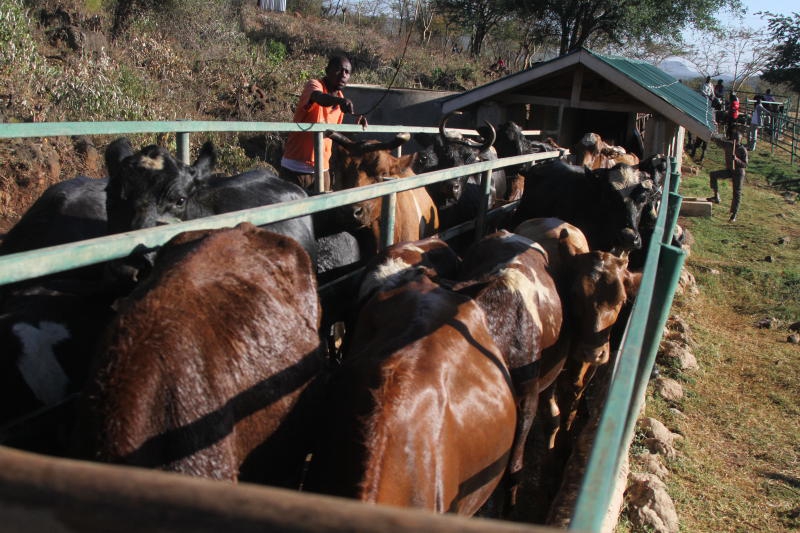 Counties need to revive cattle dips - FarmKenya Initiative