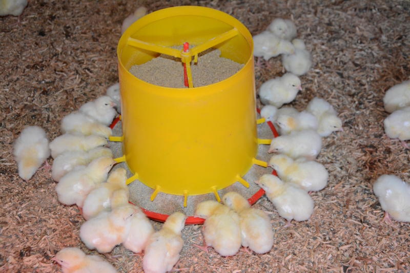 How to deal with cases of poor quality feeds in the market - FarmKenya ...