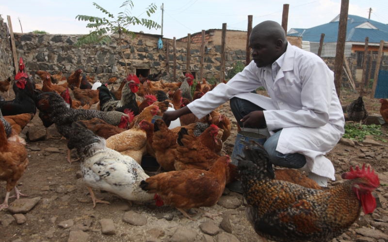 Lows and highs of farming chicken - FarmKenya Initiative