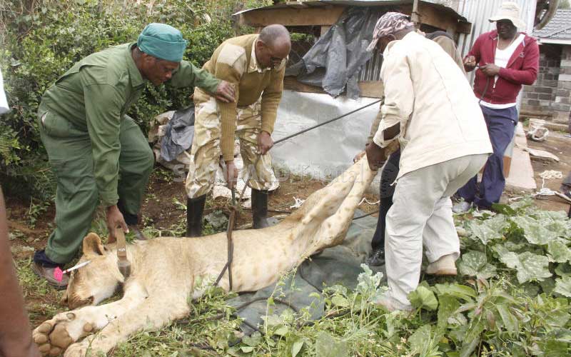 Report: Why lions are under threat - The Standard