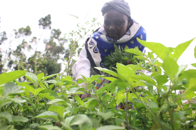 The art of growing healthy managu leaf by leaf - FarmKenya Initiative