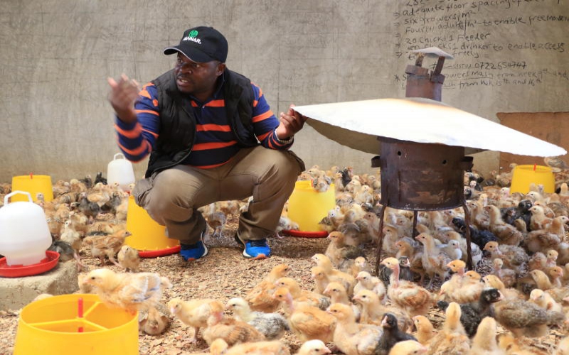 What it took to set up mega poultry business - FarmKenya Initiative