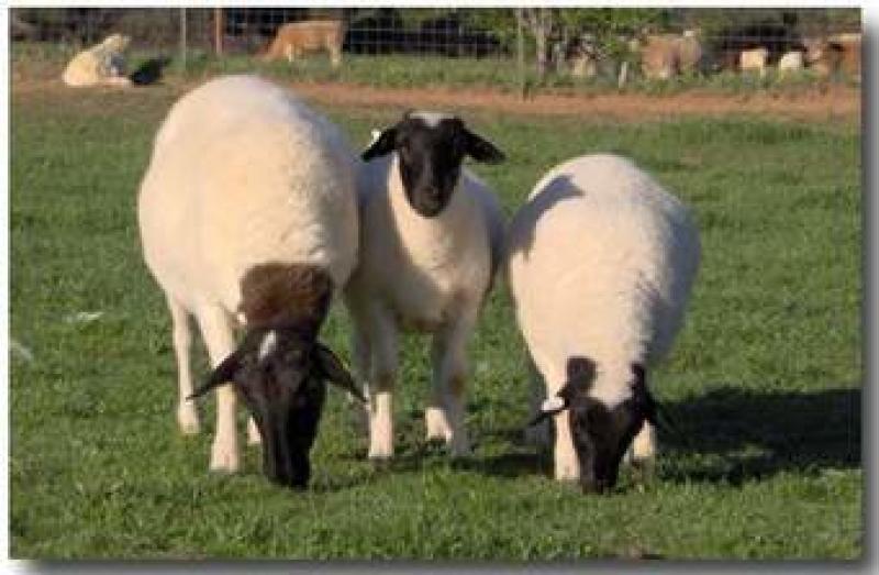 Why Dorper sheep is the darling of ranchers - FarmKenya Initiative