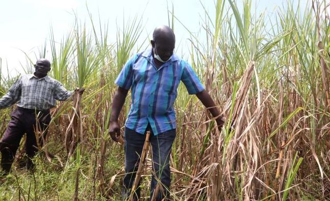 Cane farmers want arrears cleared - FarmKenya Initiative