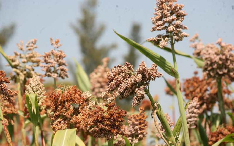Drought resistant seeds to boost arid farming - FarmKenya Initiative