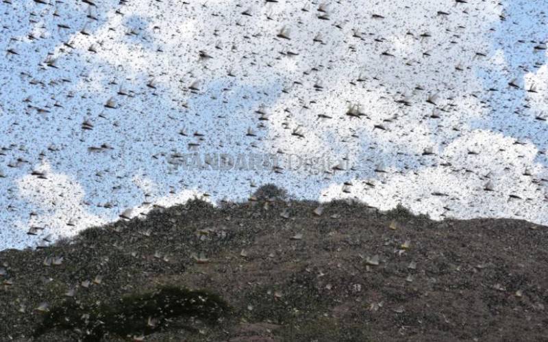 State should act fast to tame locust invasion - The Standard