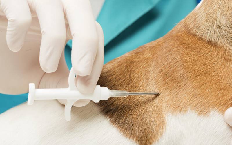 Development of livestock for livelihoods project to ease demand for ...