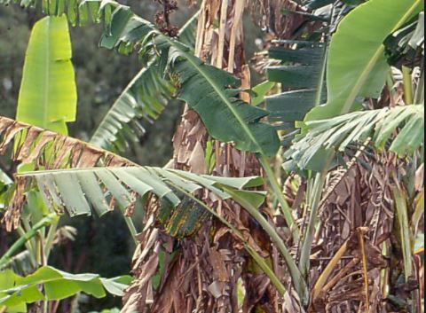 KALRO to produce drought tolerant banana varieties - FarmKenya Initiative