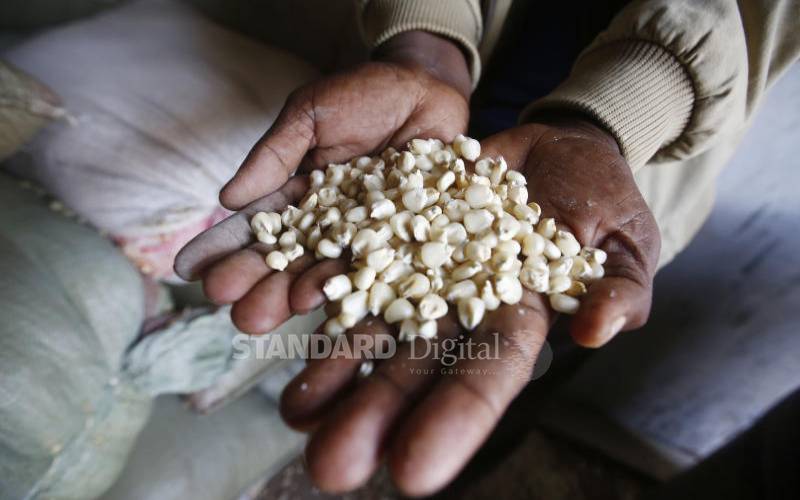 Boost maize, wheat flour with nutrients - FarmKenya Initiative