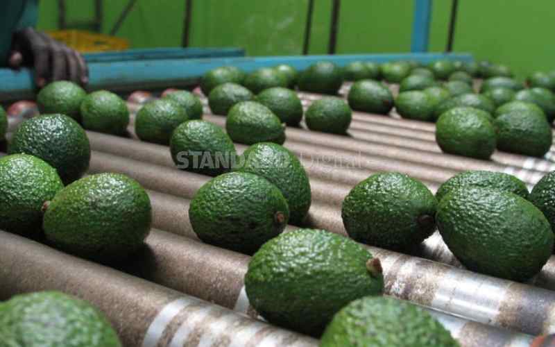 Call to partner in avocado value chain edition of Smart Harvest ...
