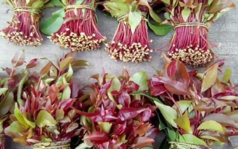 Miraa farmers want State to strike deal with Somaliland - FarmKenya ...