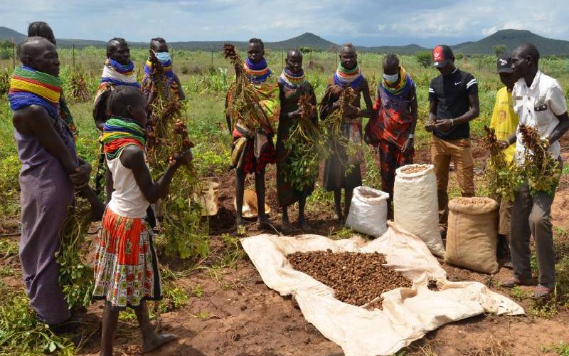 Refugees to benefit from groundnut project - FarmKenya Initiative
