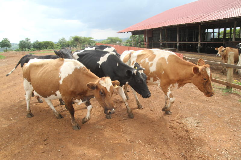 Rift Valley Fever: How it spreads and prevention measures - FarmKenya ...